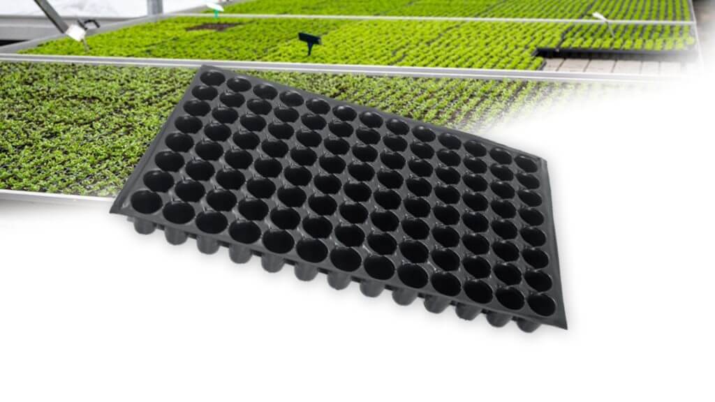 Fide Viyolleri Kategorisi - Zekamak